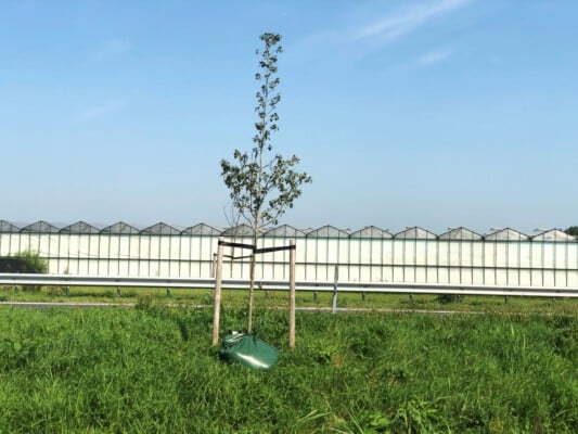 AquaBag for watering | Greenmax green solutions