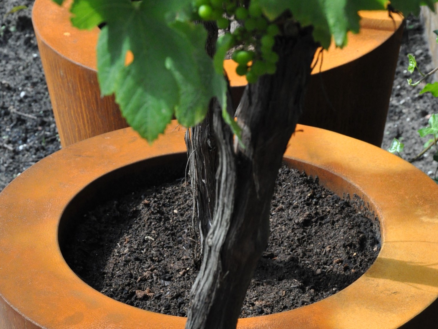 Planters for outdoor & indoor | GreenMax green solutions