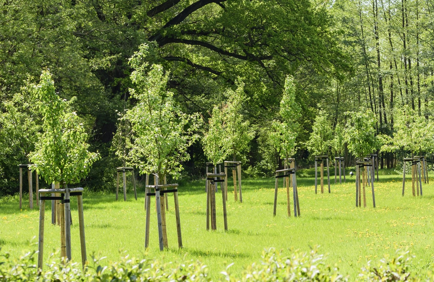 Making young trees future-proof by providing them with stability