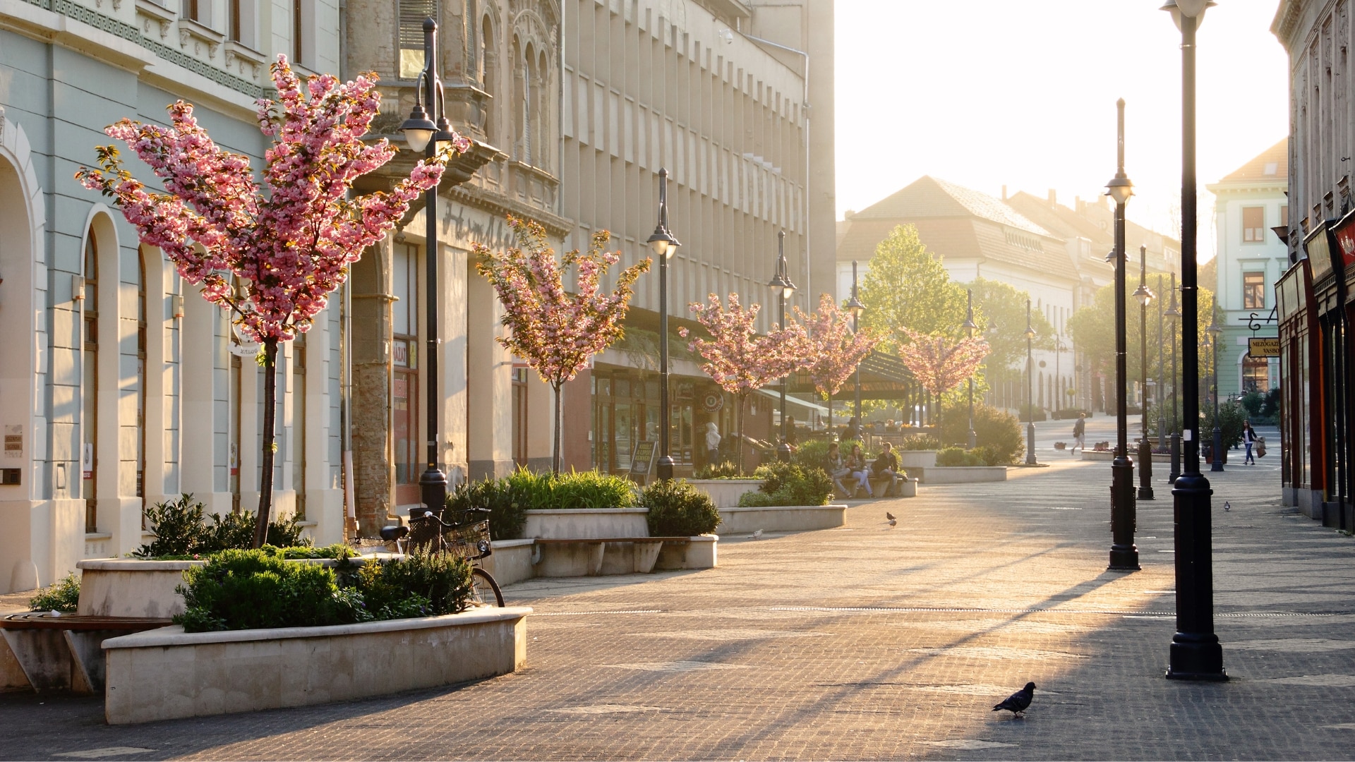 Challenges for Trees in Tree Boxes | GreenMax Groenoplossingen