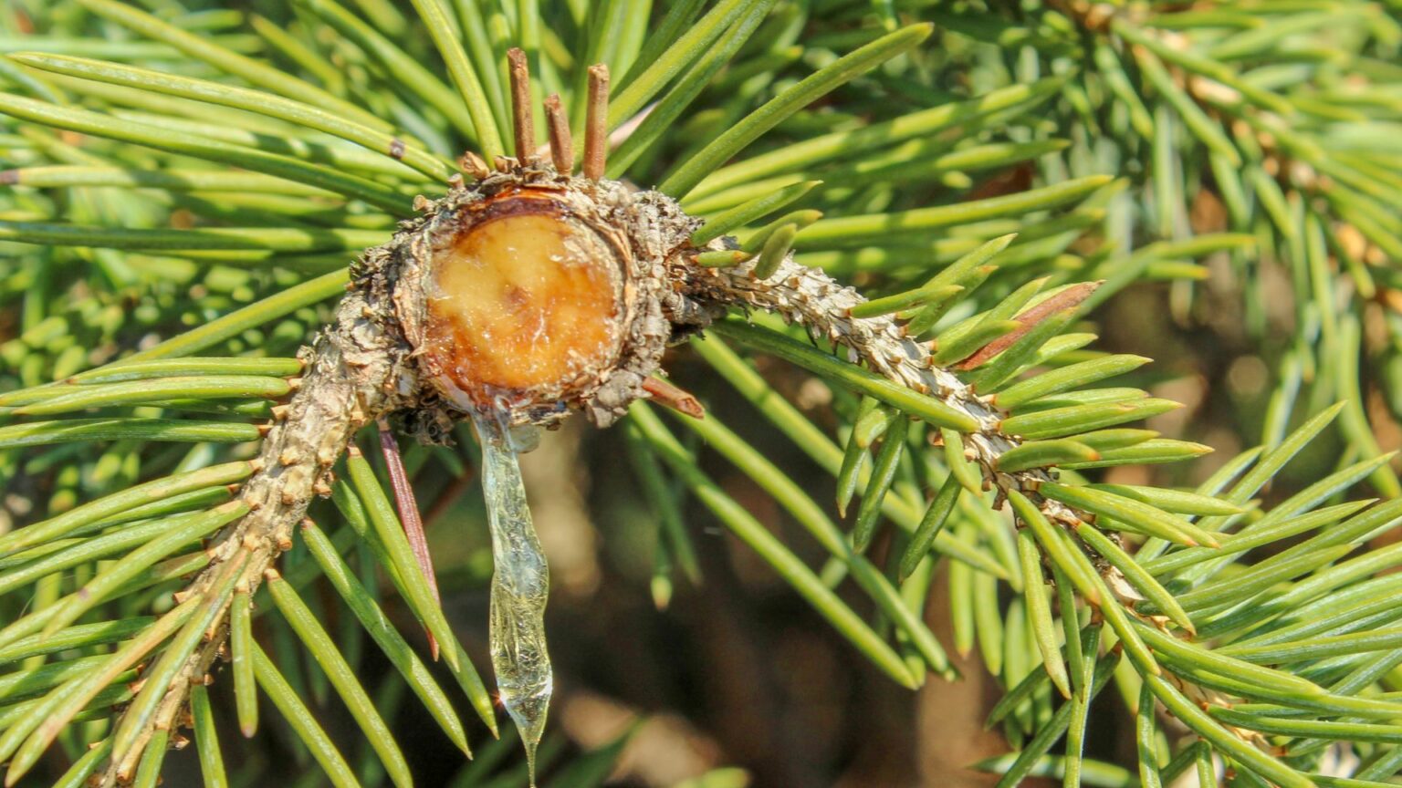The Impressive Power of Conifers for the Climate | GreenMax ...