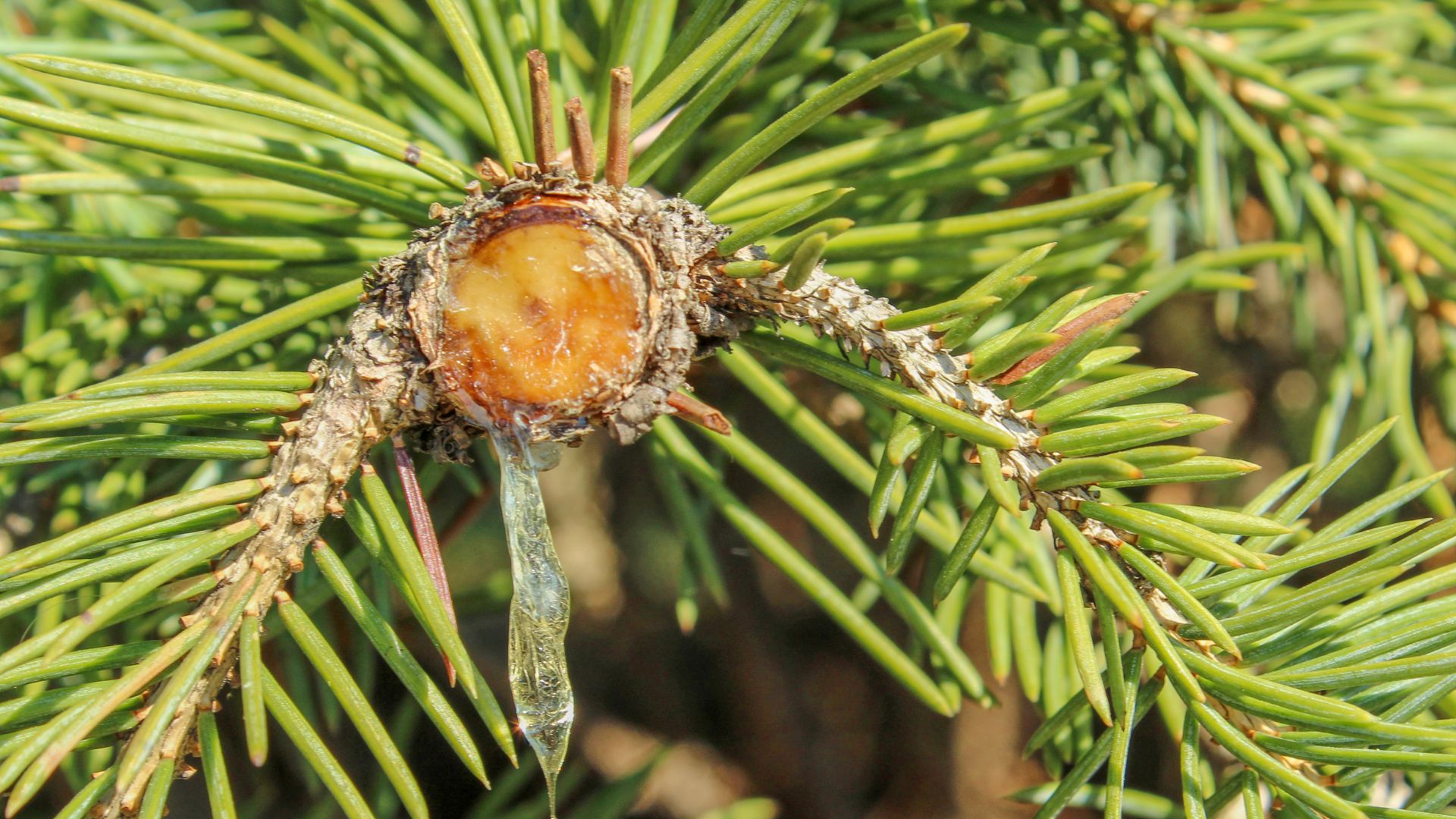 De indrukwekkende kracht van naaldbomen voor het klimaat | GreenMax ...