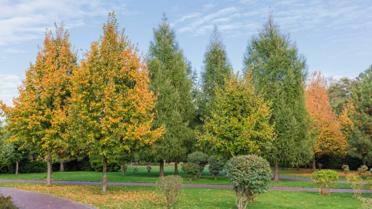 The Impressive Power of Conifers for the Climate | GreenMax ...