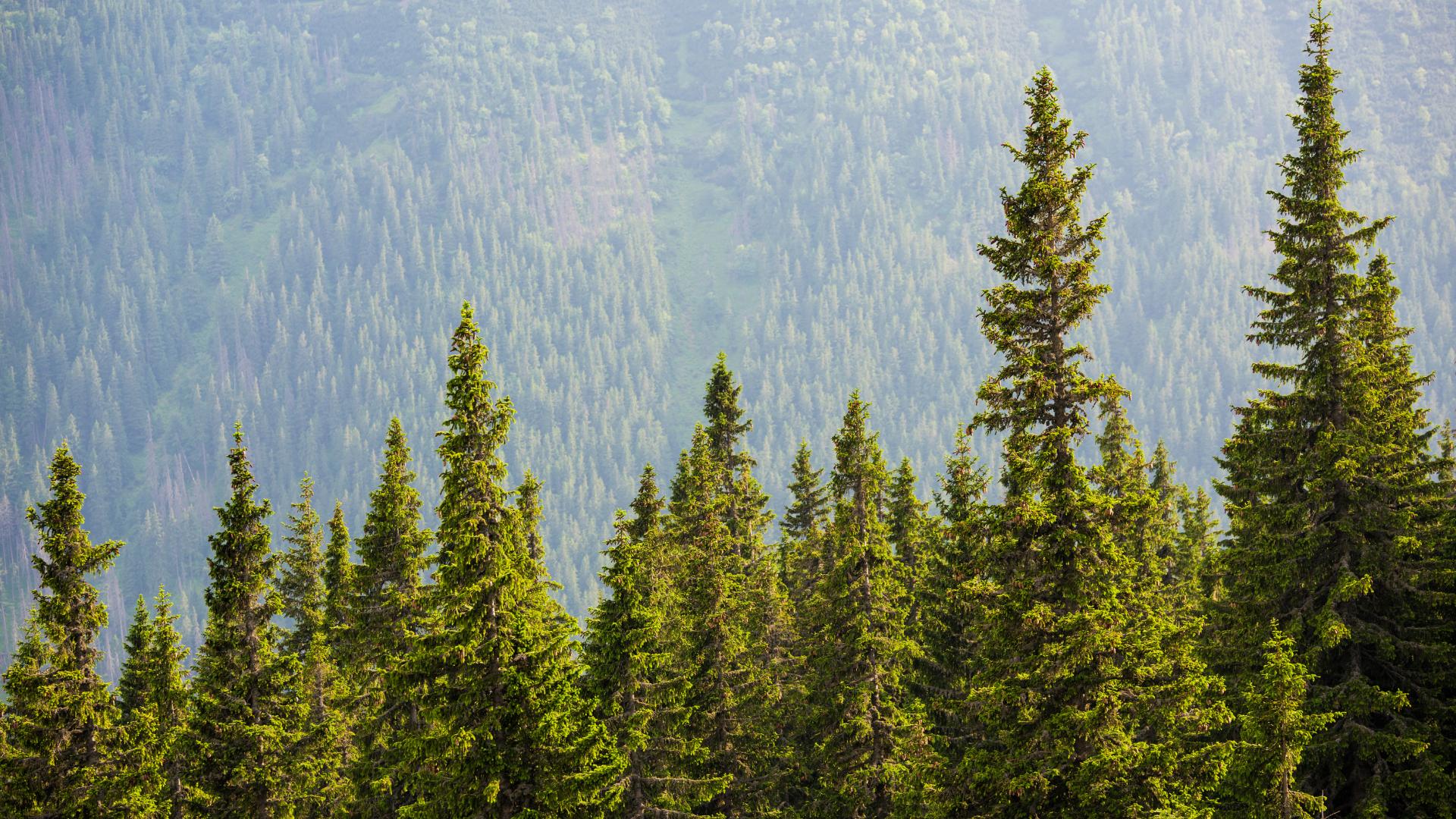 The Impressive Power of Conifers for the Climate | GreenMax ...