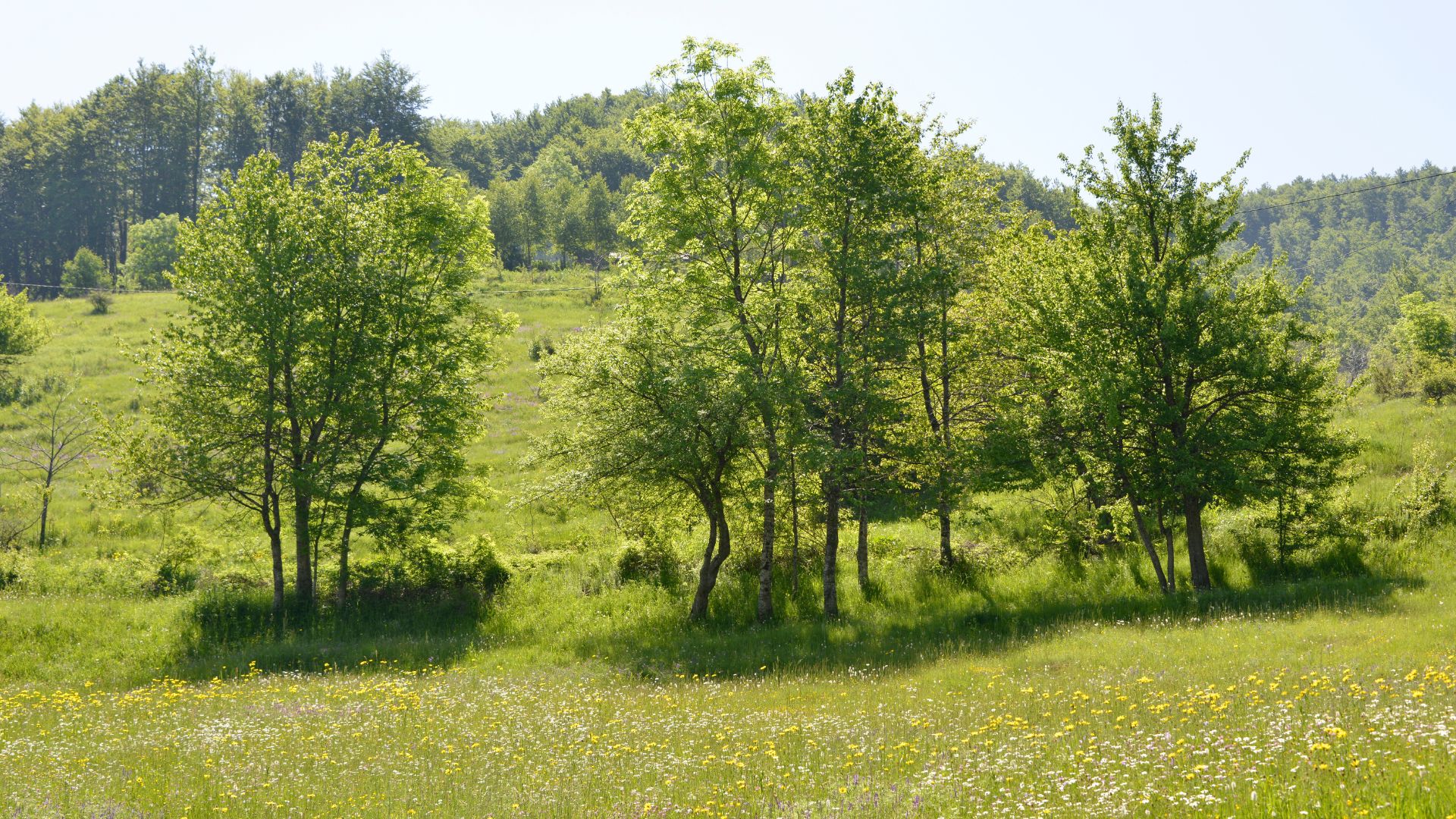 The Impressive Power of Conifers for the Climate | GreenMax ...