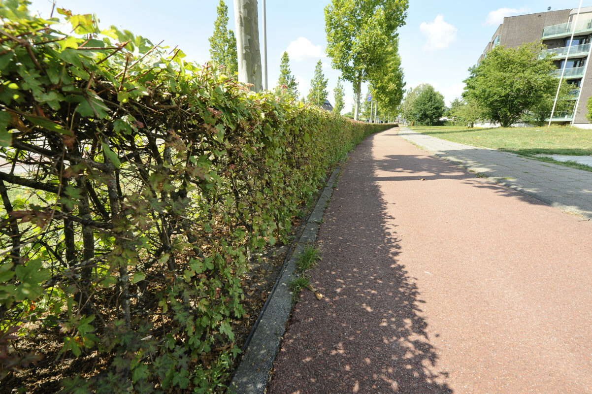 Tree Root Guide | Greenmax groenoplossingen