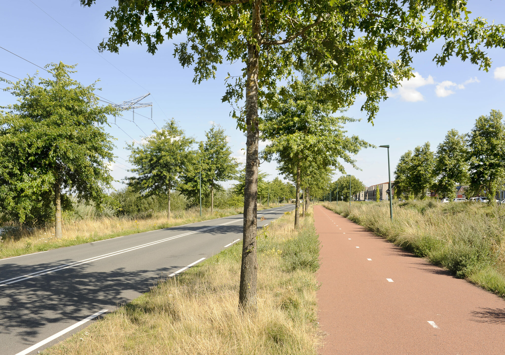 Tree Root Guide | Greenmax groenoplossingen