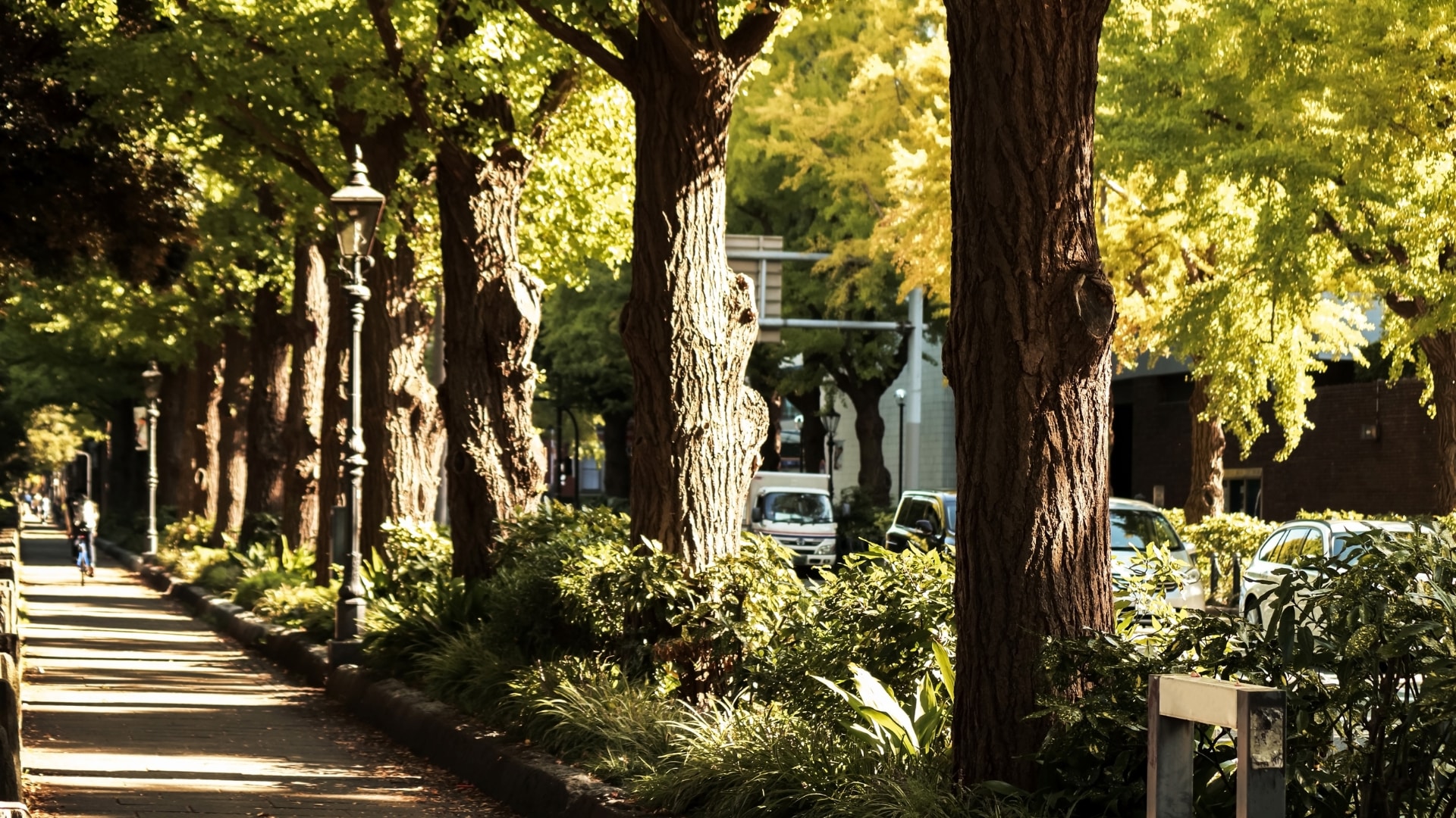 Energy Savings Through Trees in Urban Environments | GreenMax ...