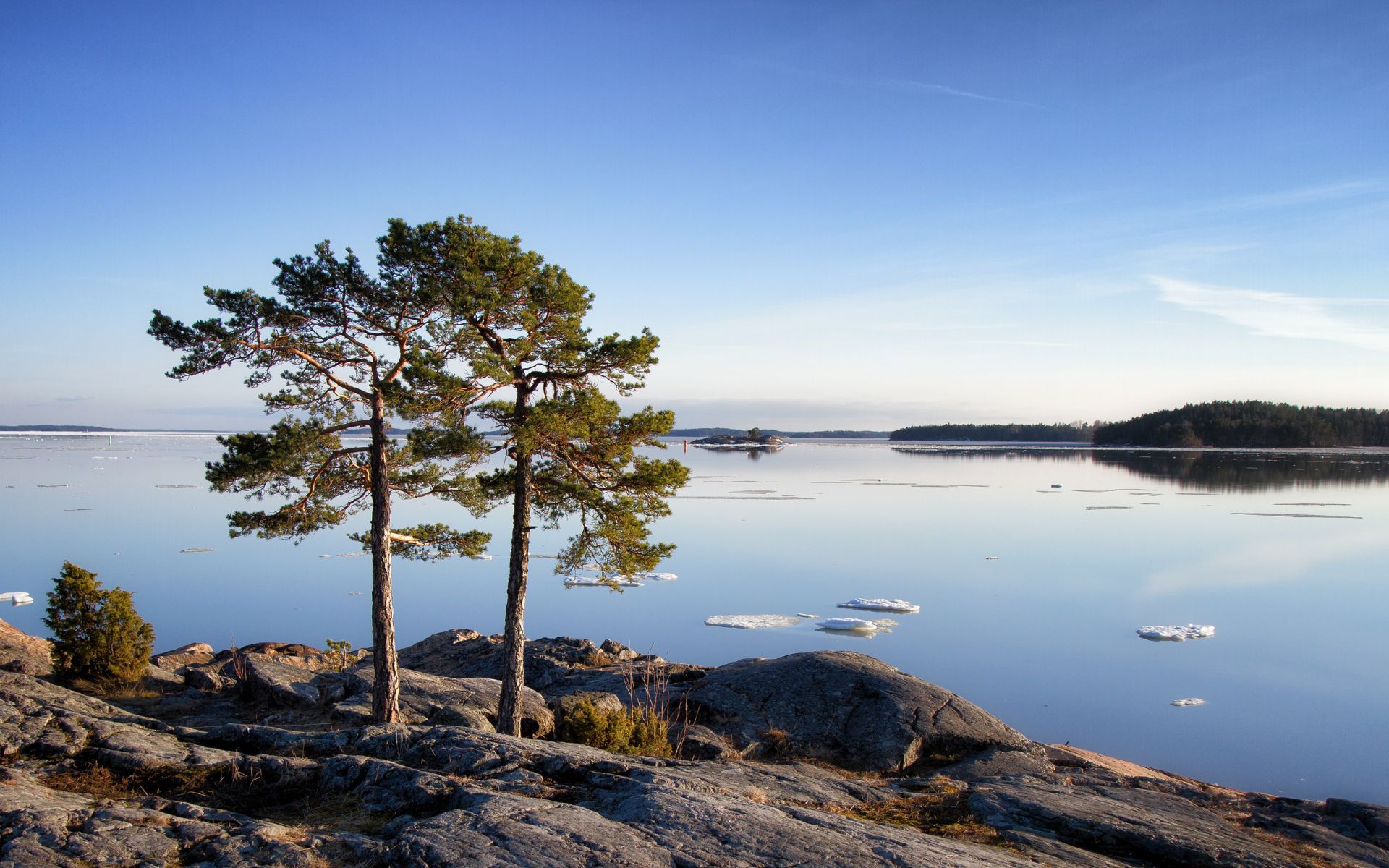 How Trees Grow in Remarkable Places | GreenMax