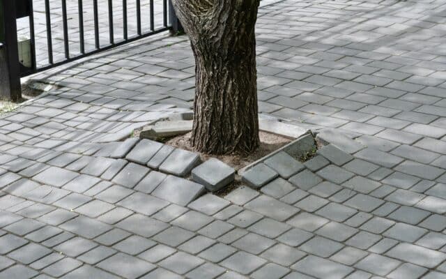 What is Root Heave? | GreenMax Blog