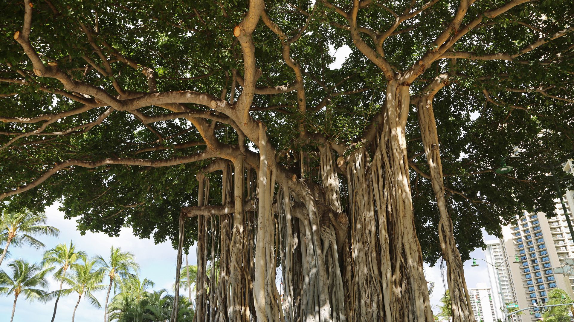 Apply Sunscreen to Trees as Well | GreenMax