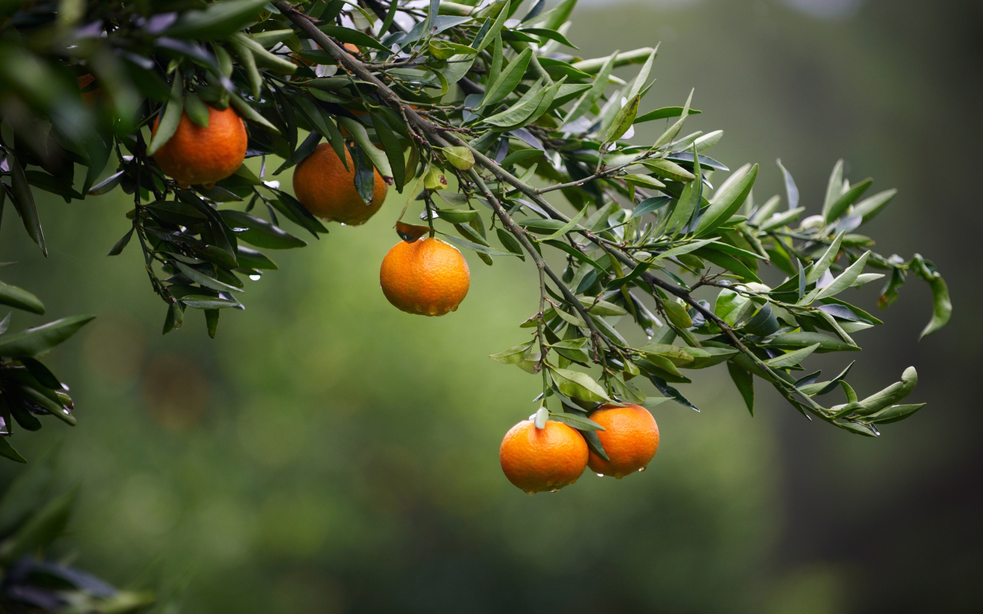 How Frequently Should You Water a Tree? | GreenMax