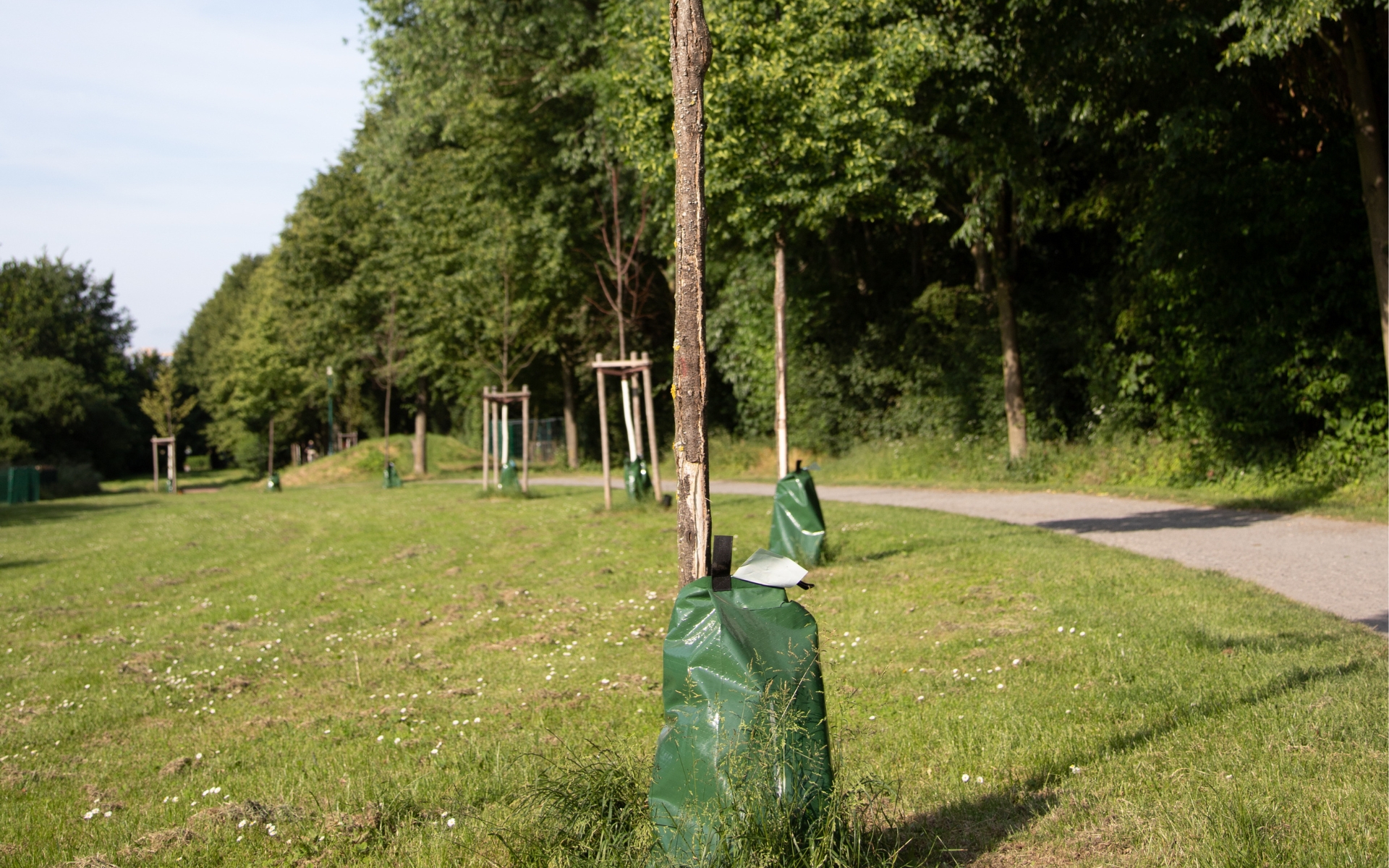 How Frequently Should You Water a Tree? | GreenMax